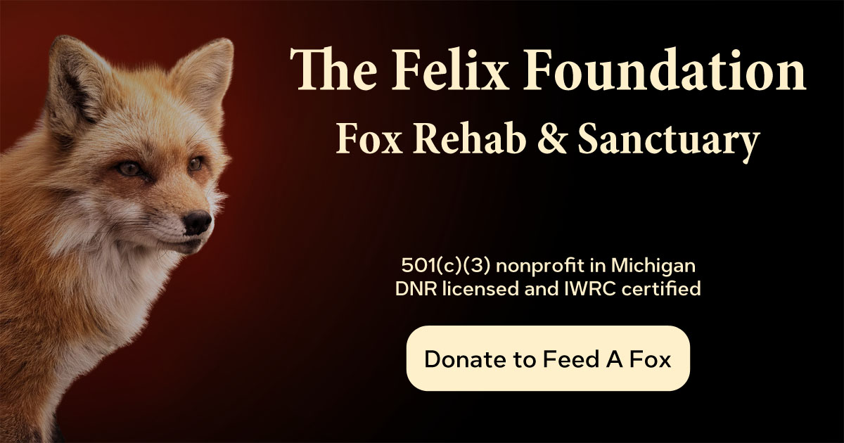 The Felix Foundation | Wild Canine Rehab & Fox Sanctuary